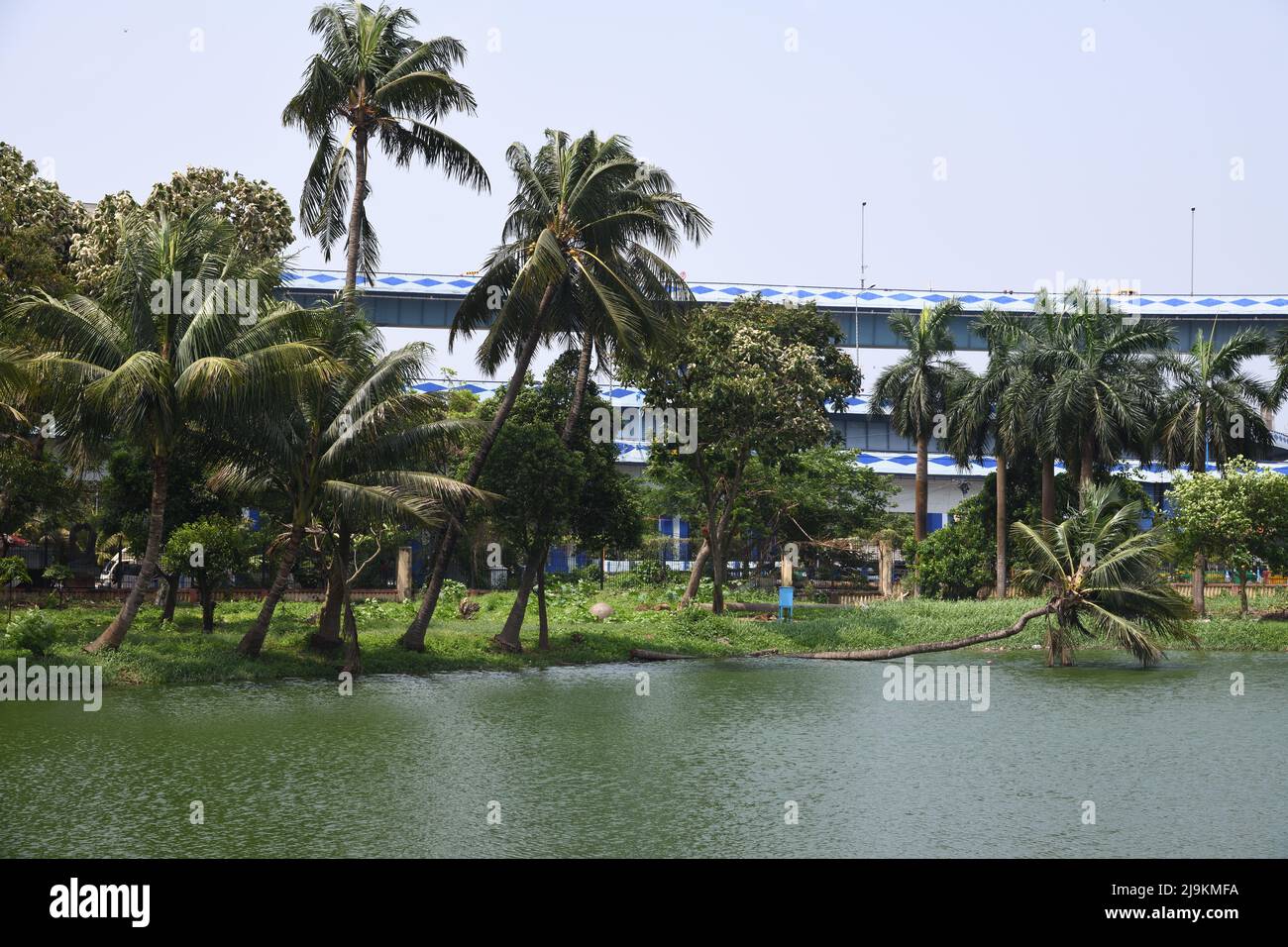 Horizontal coconut tree over a pond. Kolkata, West Bengal, India Stock ...