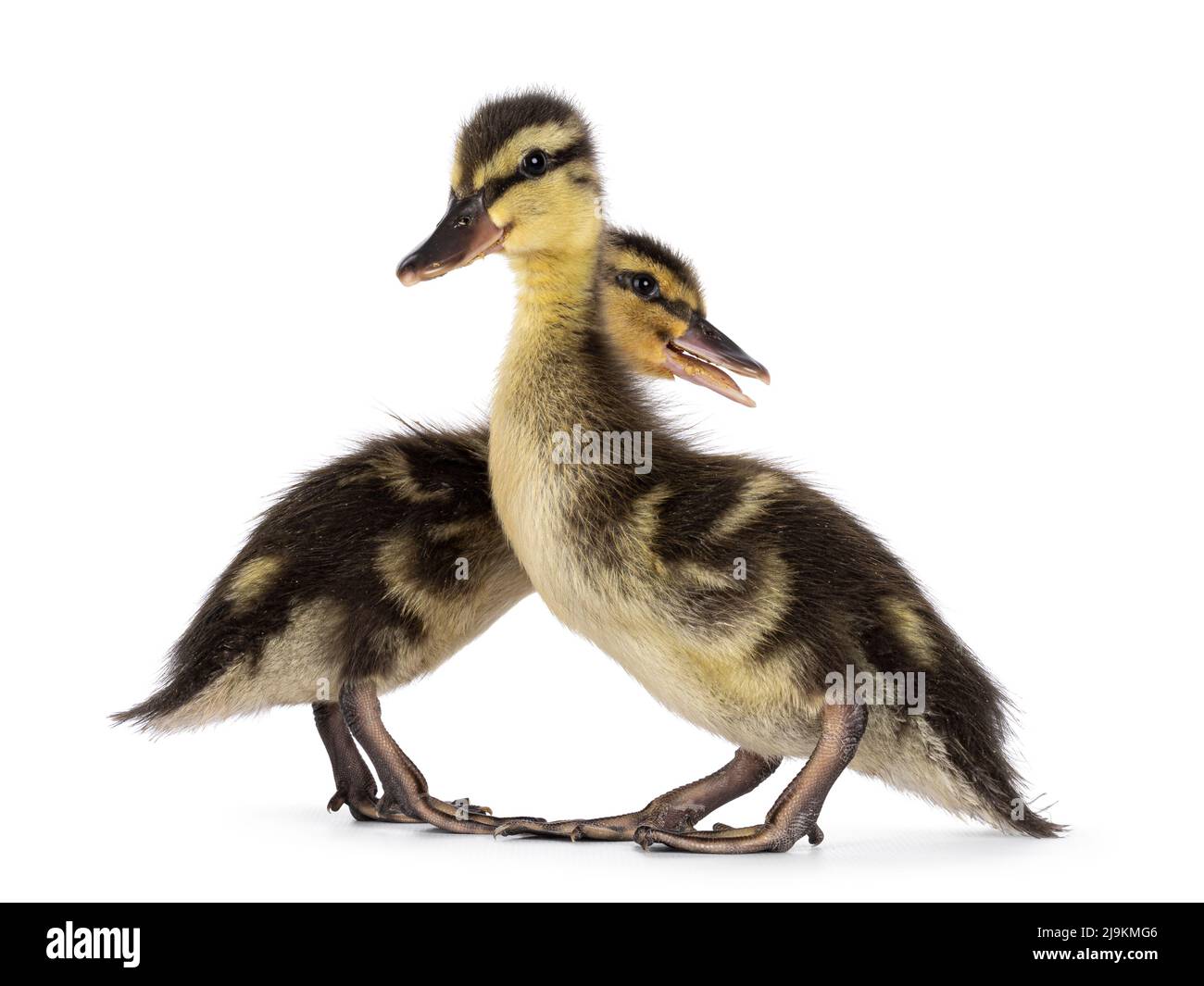 Cute duo little wild duck duckling, standing side ways with happy ...