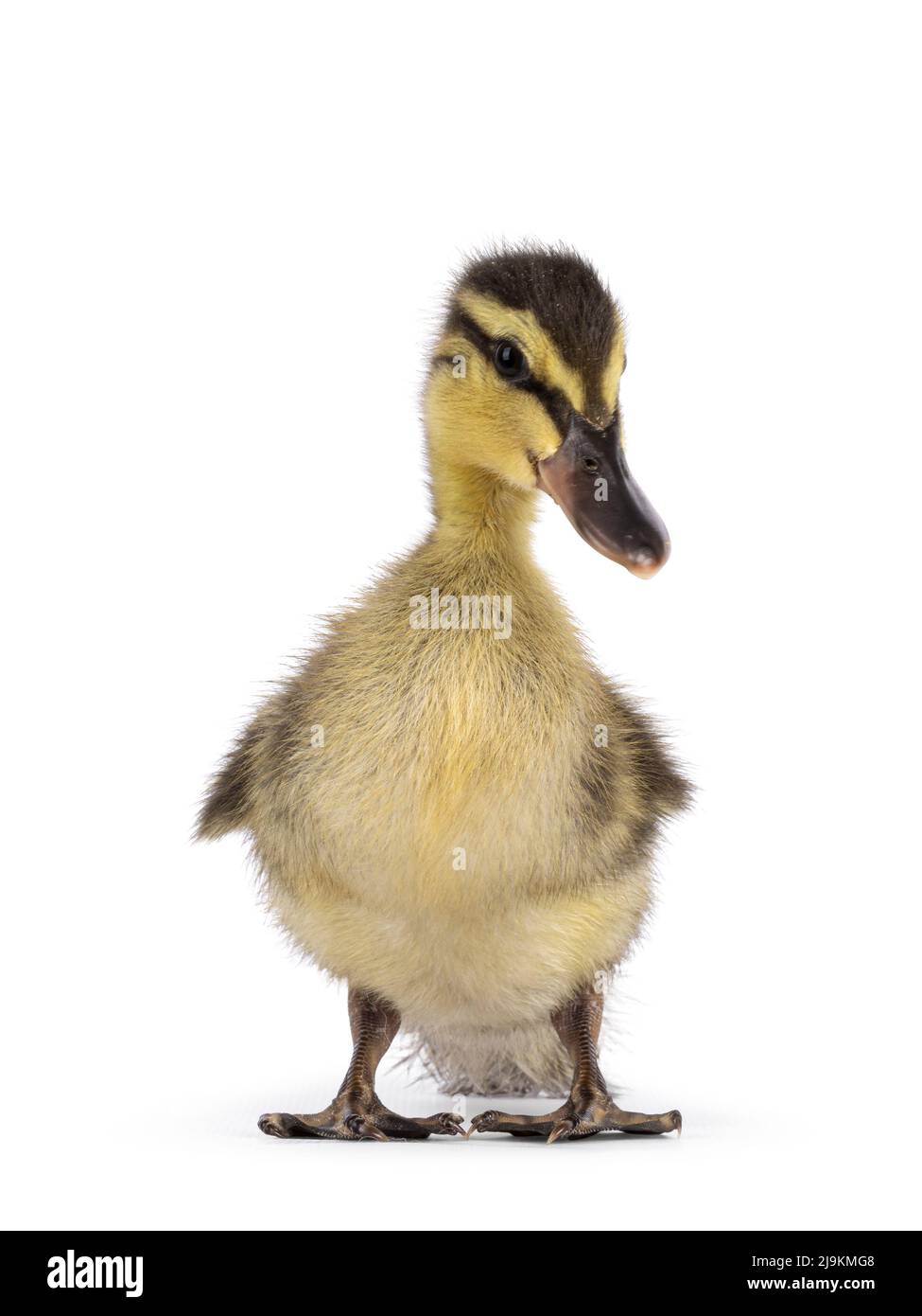 Cute little wild duck duckling, standing facing front and looking ...