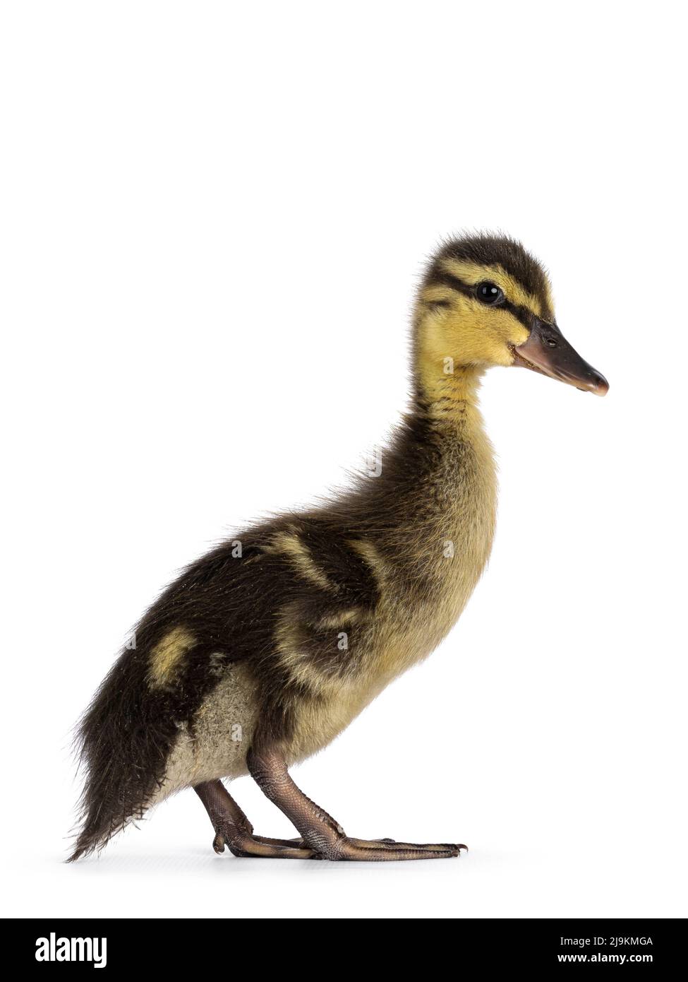 Cute little wild duck duckling, standing side ways and looking towards ...