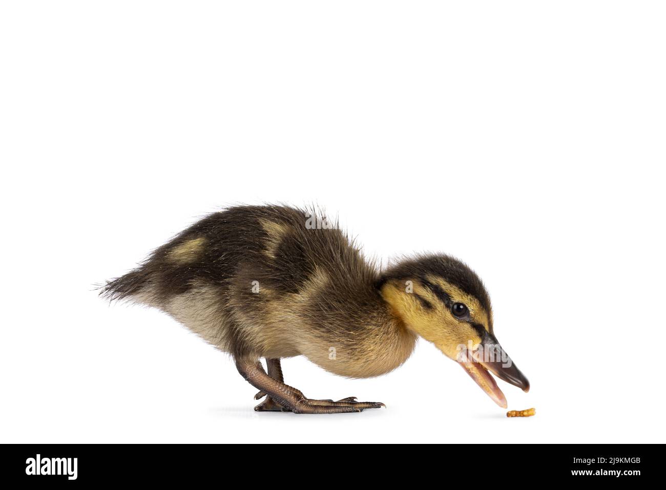 Cute little wild duck duckling, standing side ways and eating worm from ...