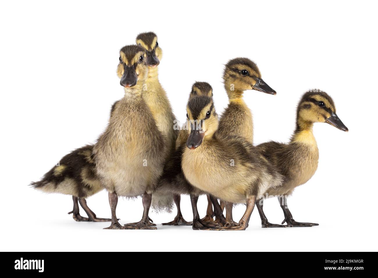 Duck standing up Cut Out Stock Images & Pictures - Alamy