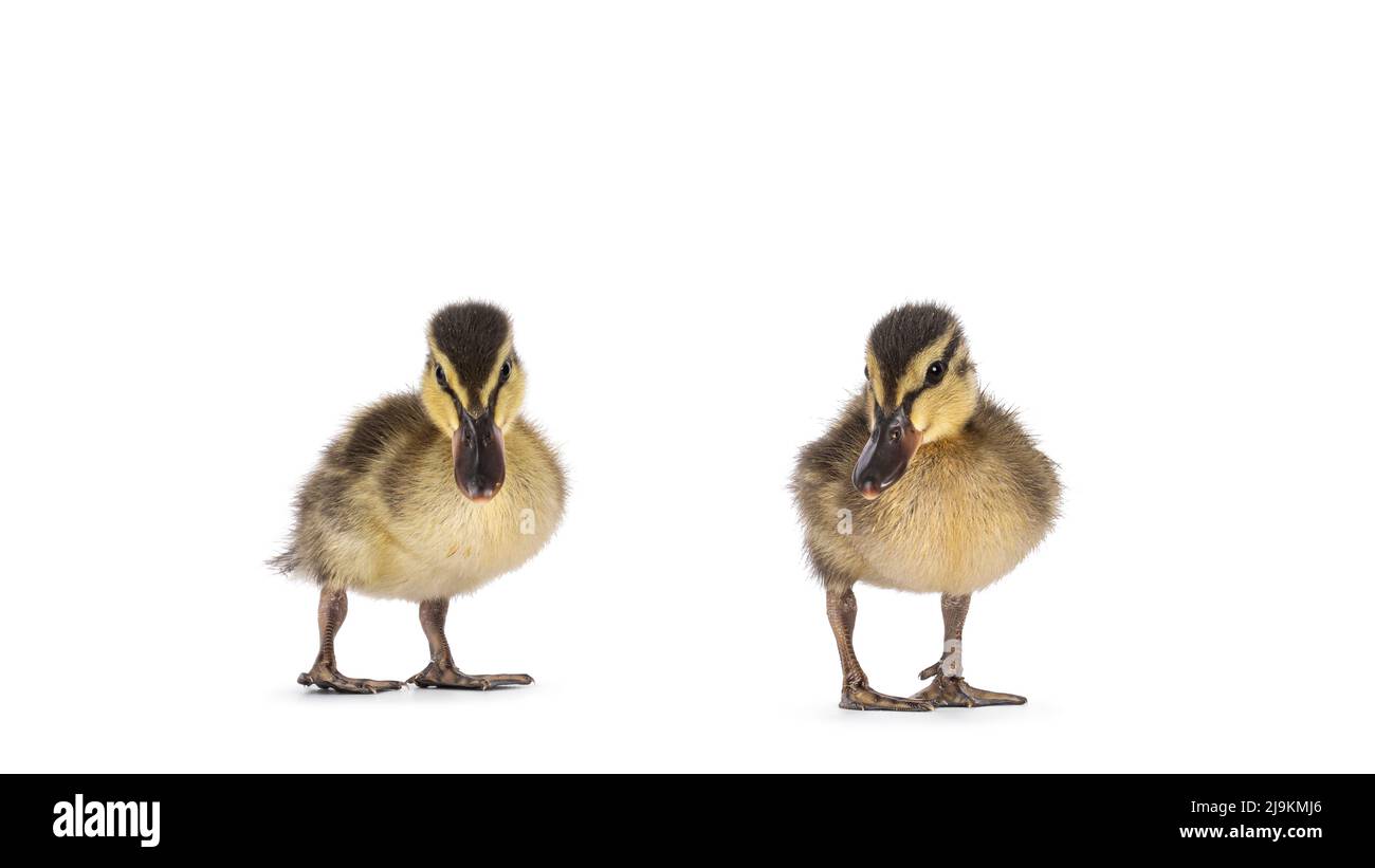 Two cute little wild duck duckling, standing togerther and looking ...