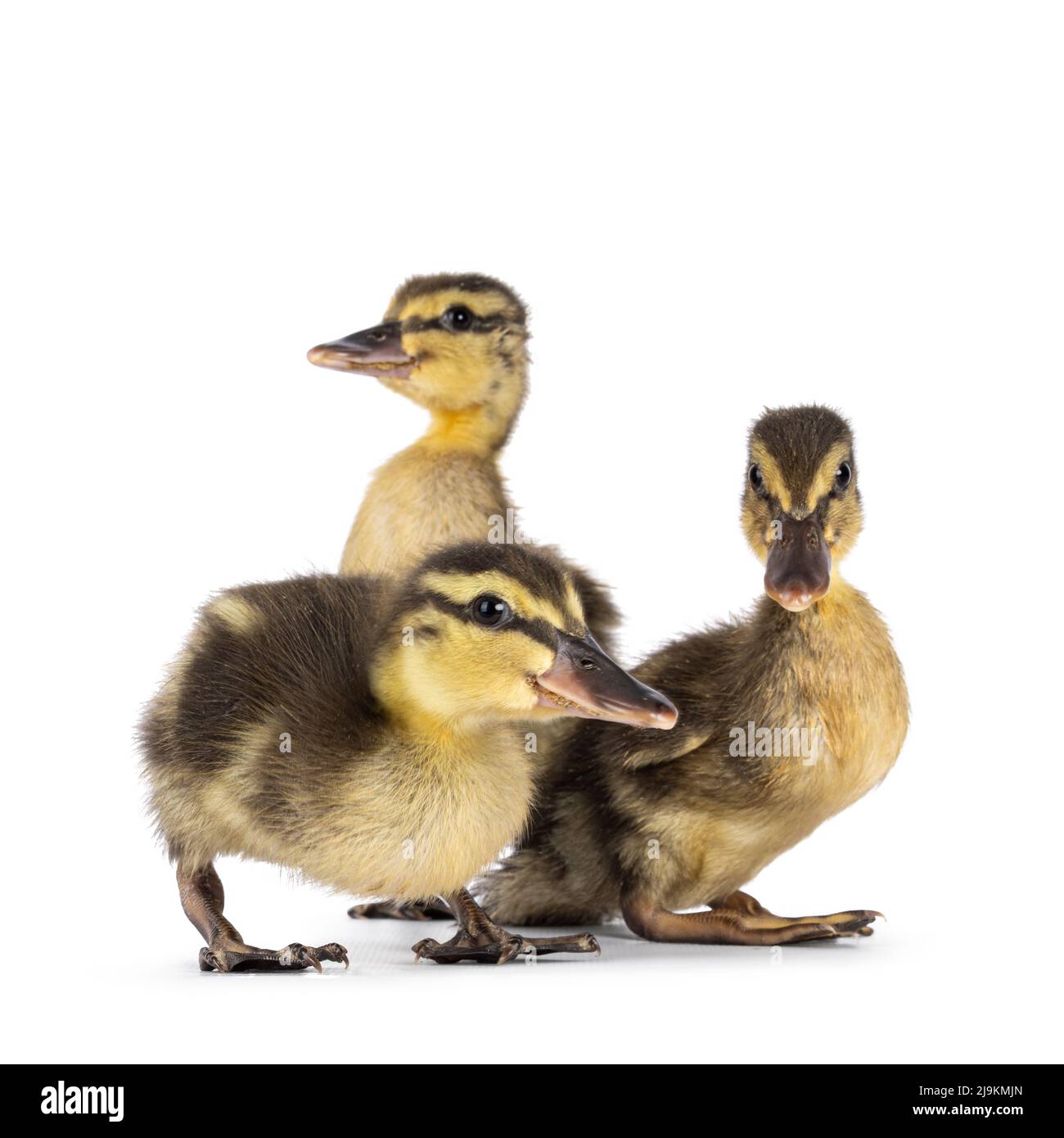 Group of 3 cute little wild duck duckling, standing togerther and ...