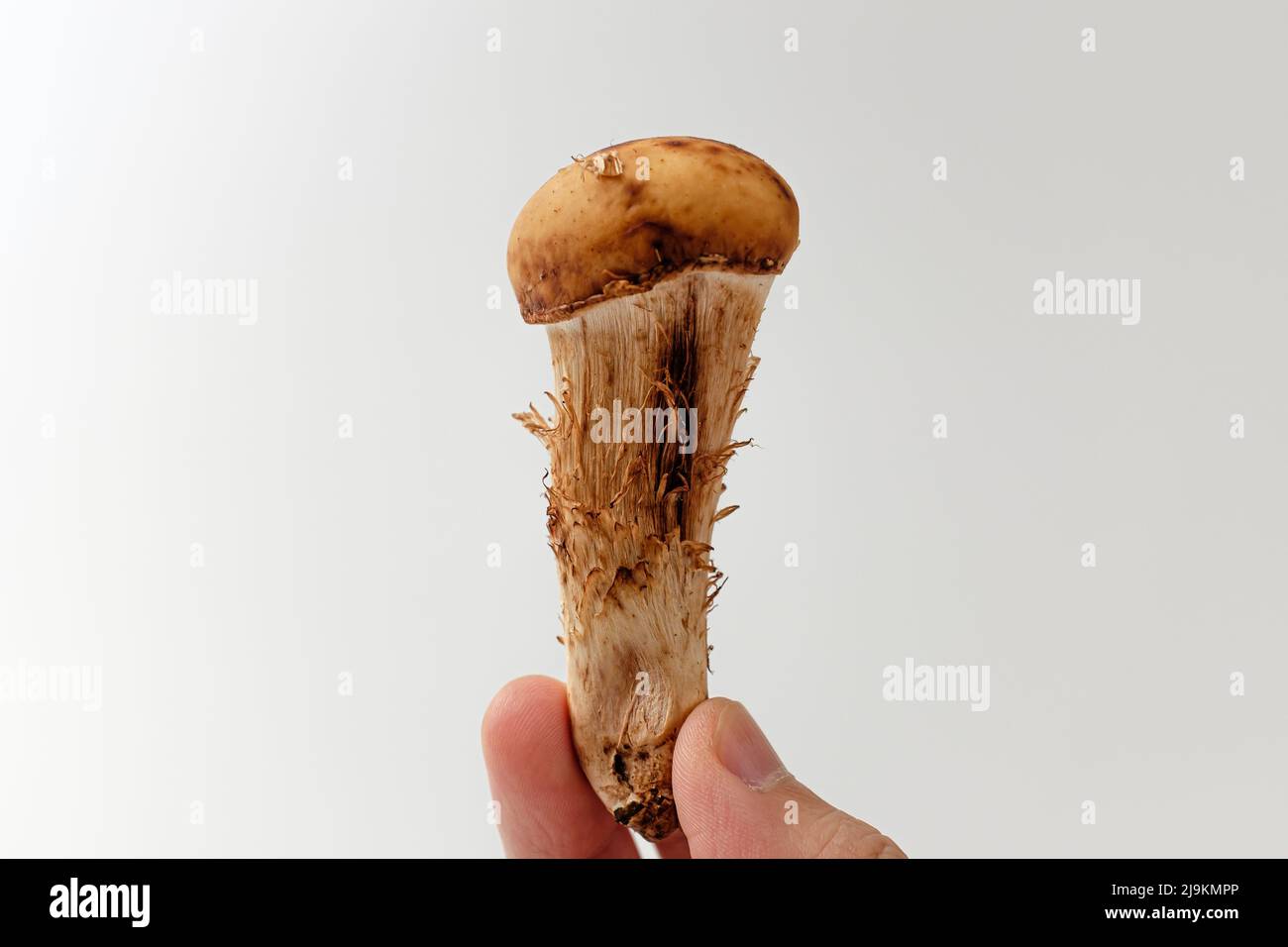 matsutake mushroom on a white background Stock Photo - Alamy