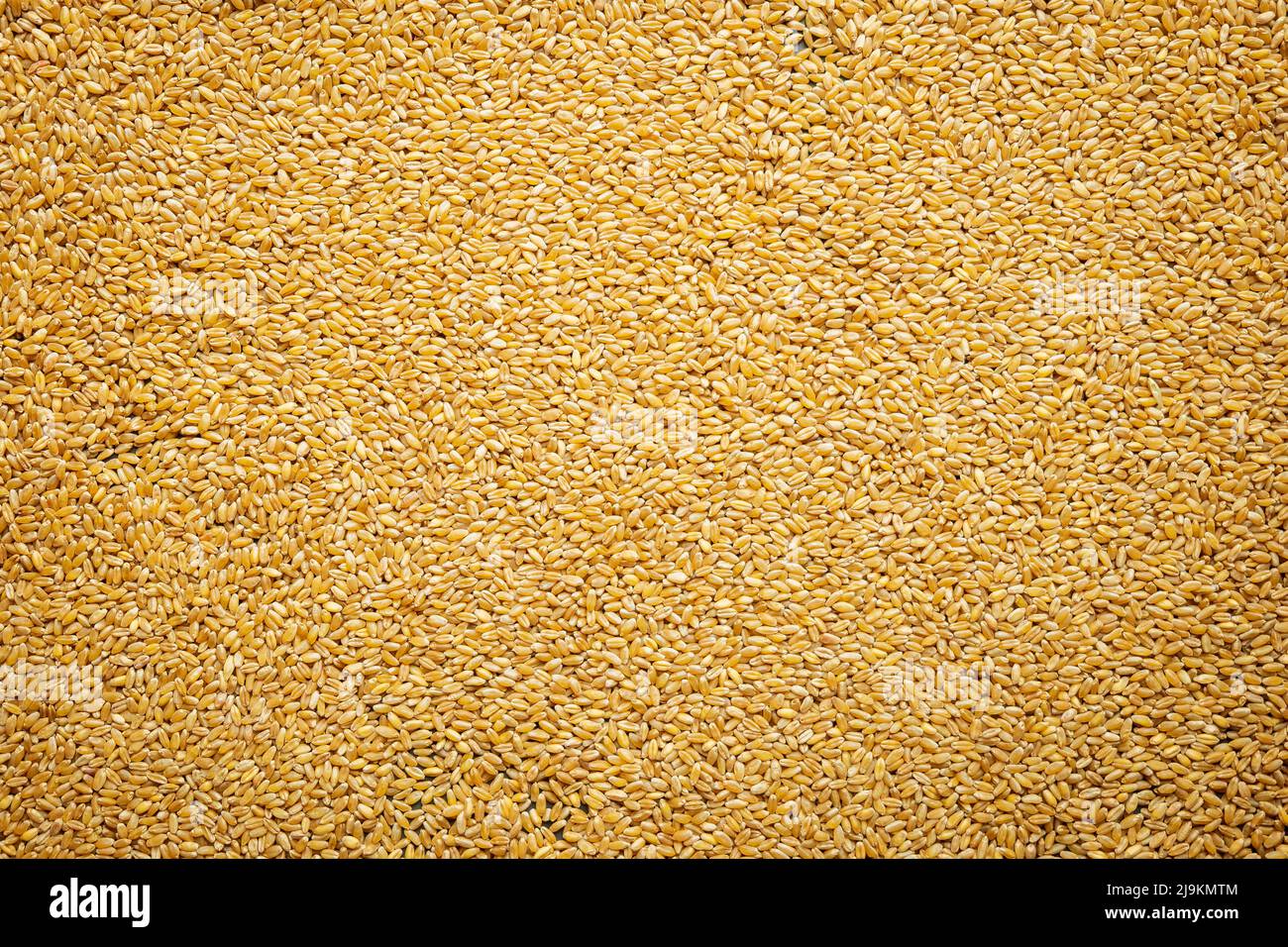wheat grain texture background flat overhead view Stock Photo - Alamy