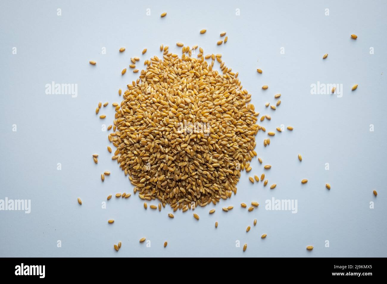 wheat grain pile on white background overhead view Stock Photo - Alamy