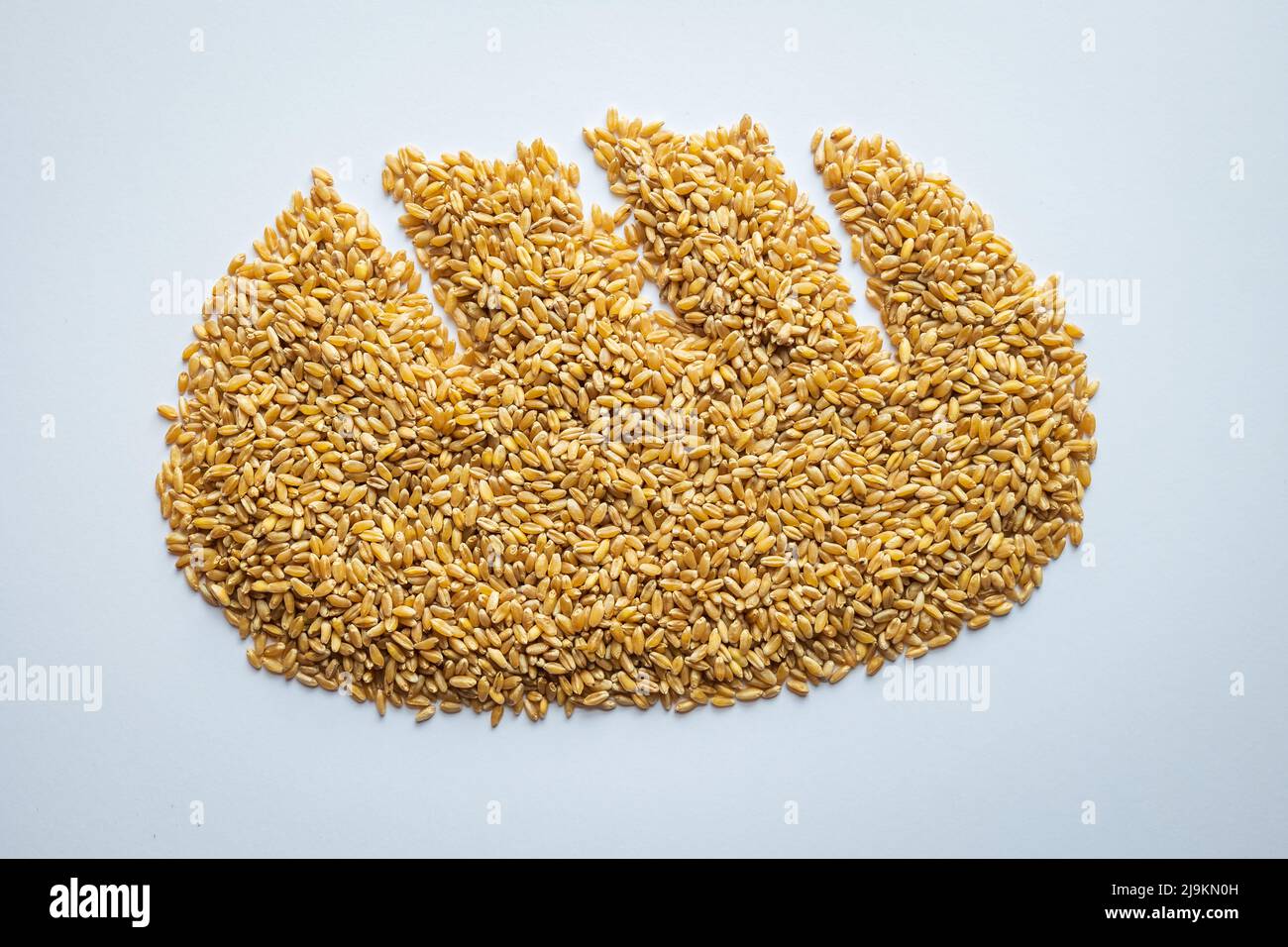 wheat grain bread loaf shape concept flat overhead view Stock Photo - Alamy