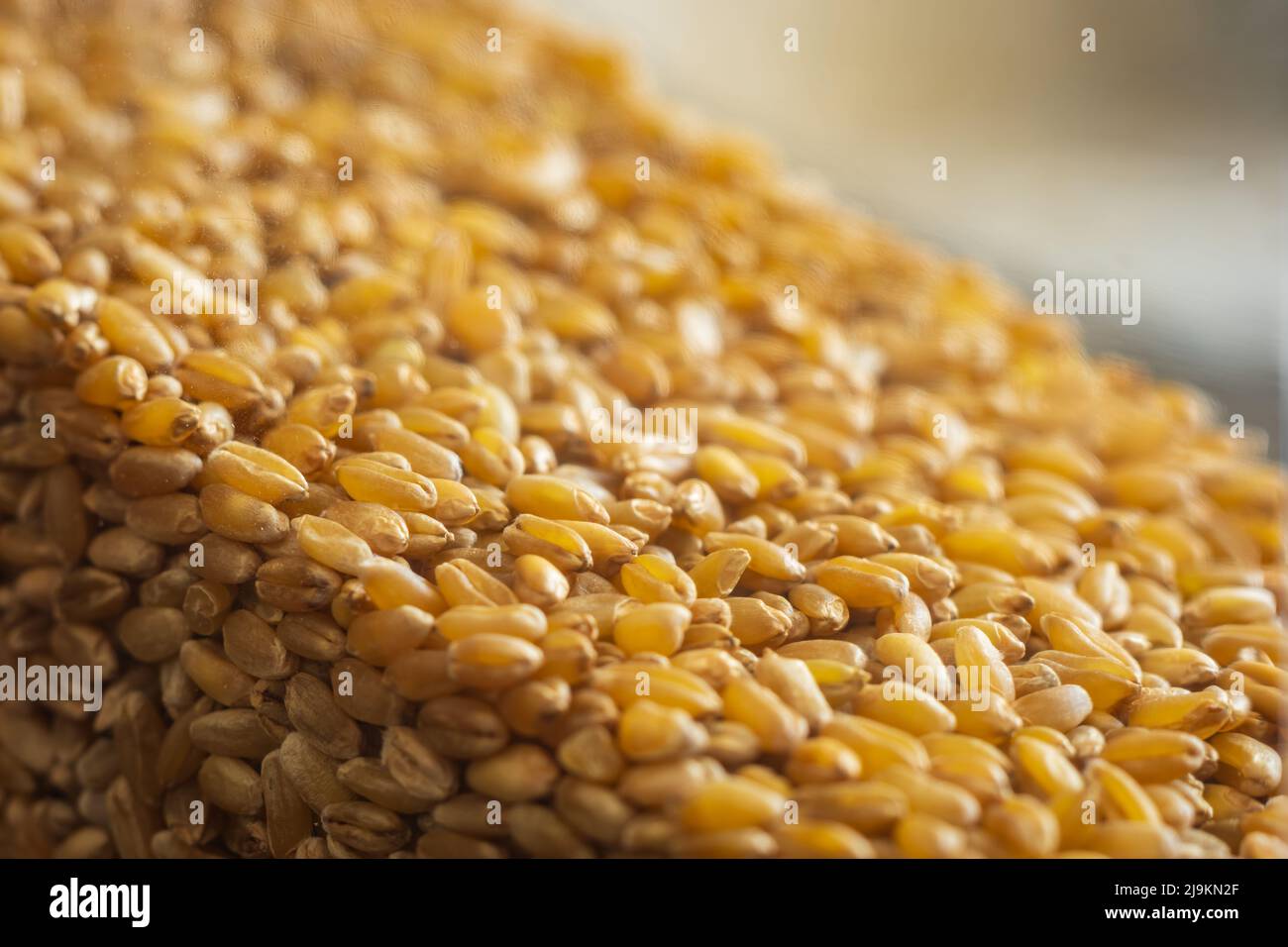wheat grain texture background closeup Stock Photo - Alamy