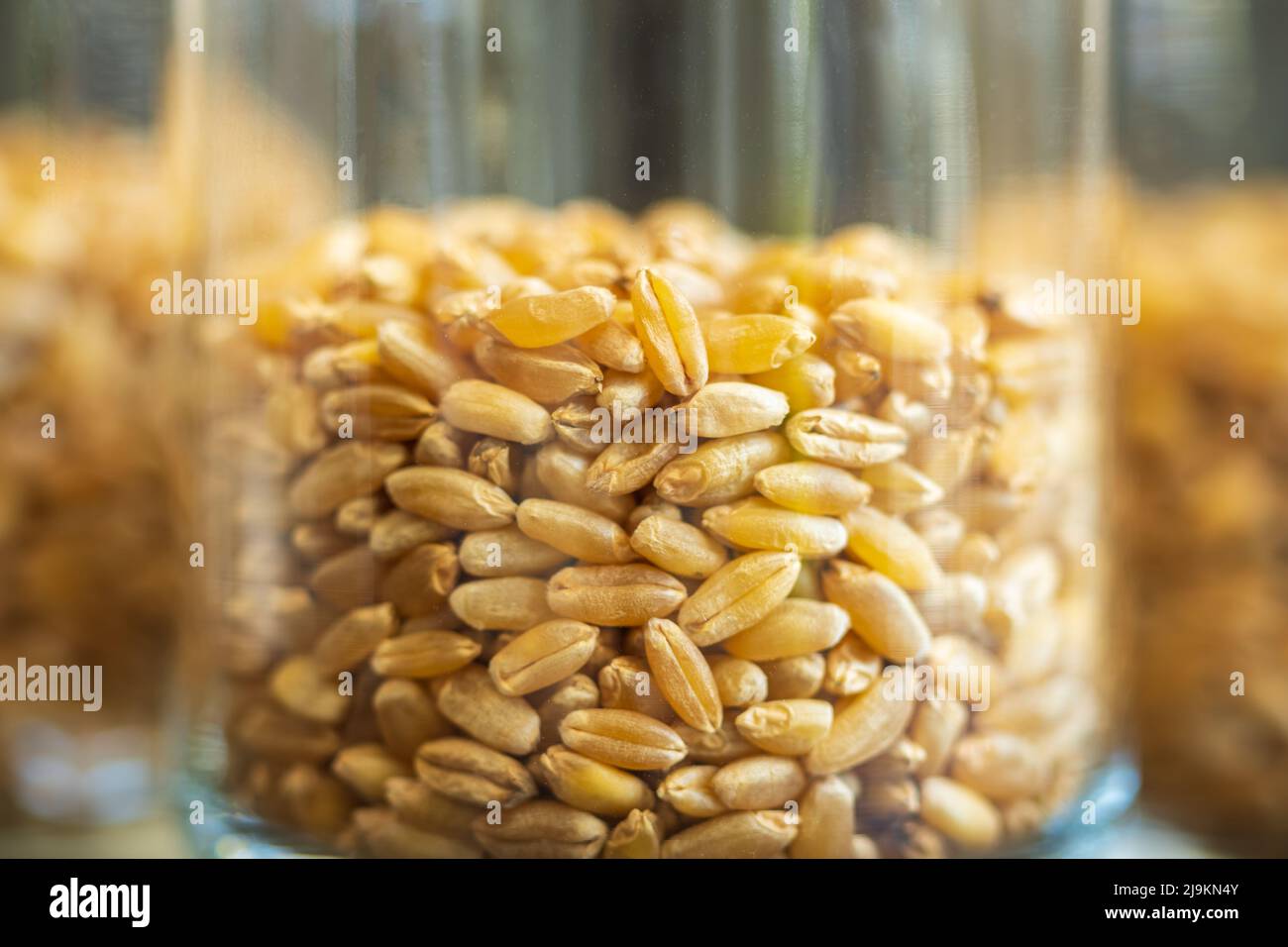 wheat grain inside glass jar storage container closeup Stock Photo - Alamy