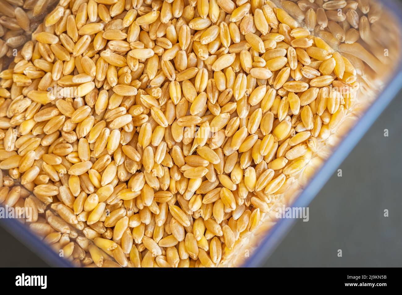 wheat grain inside square storage container closeup Stock Photo - Alamy