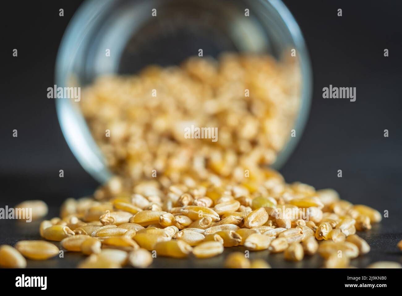 wheat grain spilled out of the glass closeup Stock Photo - Alamy