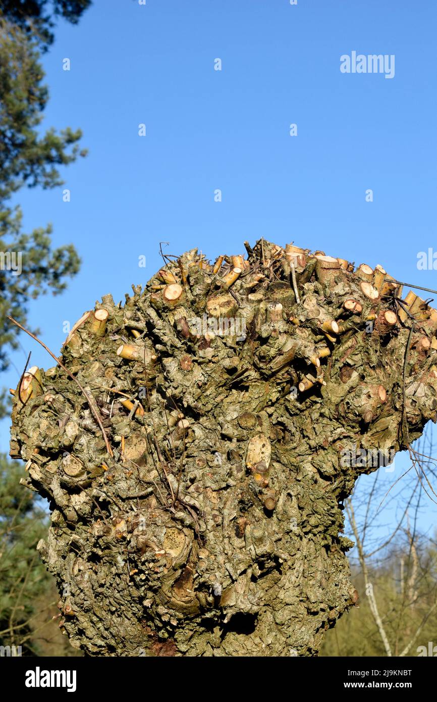 Pollarded tree hi-res stock photography and images - Alamy