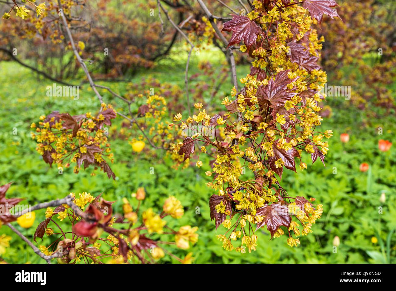 Young leaves of Norway Maple Royal Red (Acer platanoides Royal Red ...