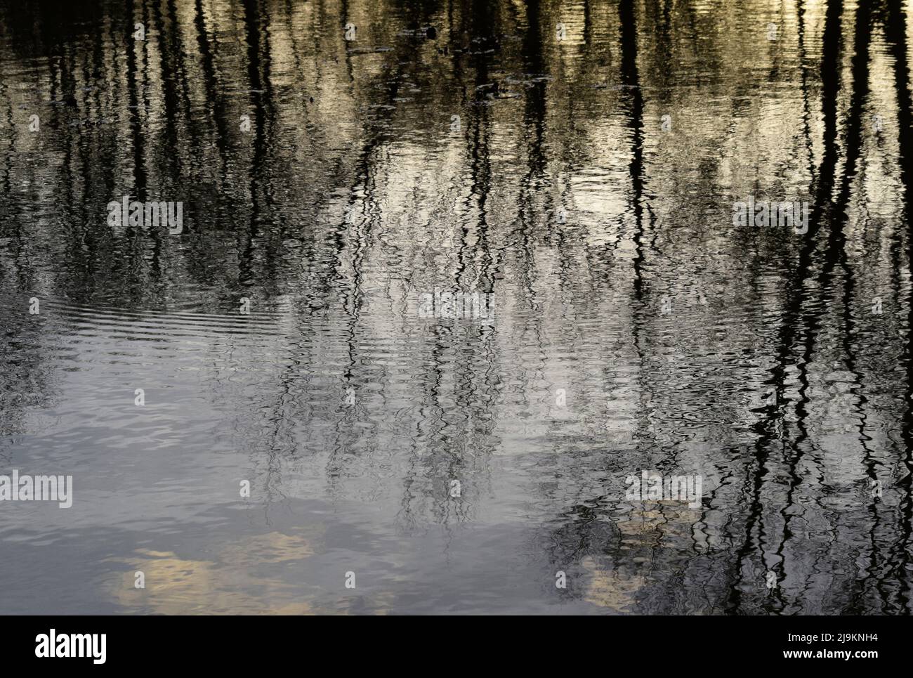Tress in water hi-res stock photography and images - Alamy