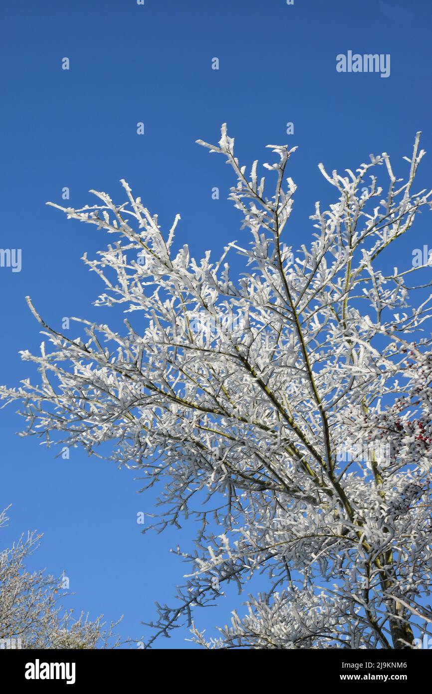 Frost tree blue sky uk hi-res stock photography and images - Alamy