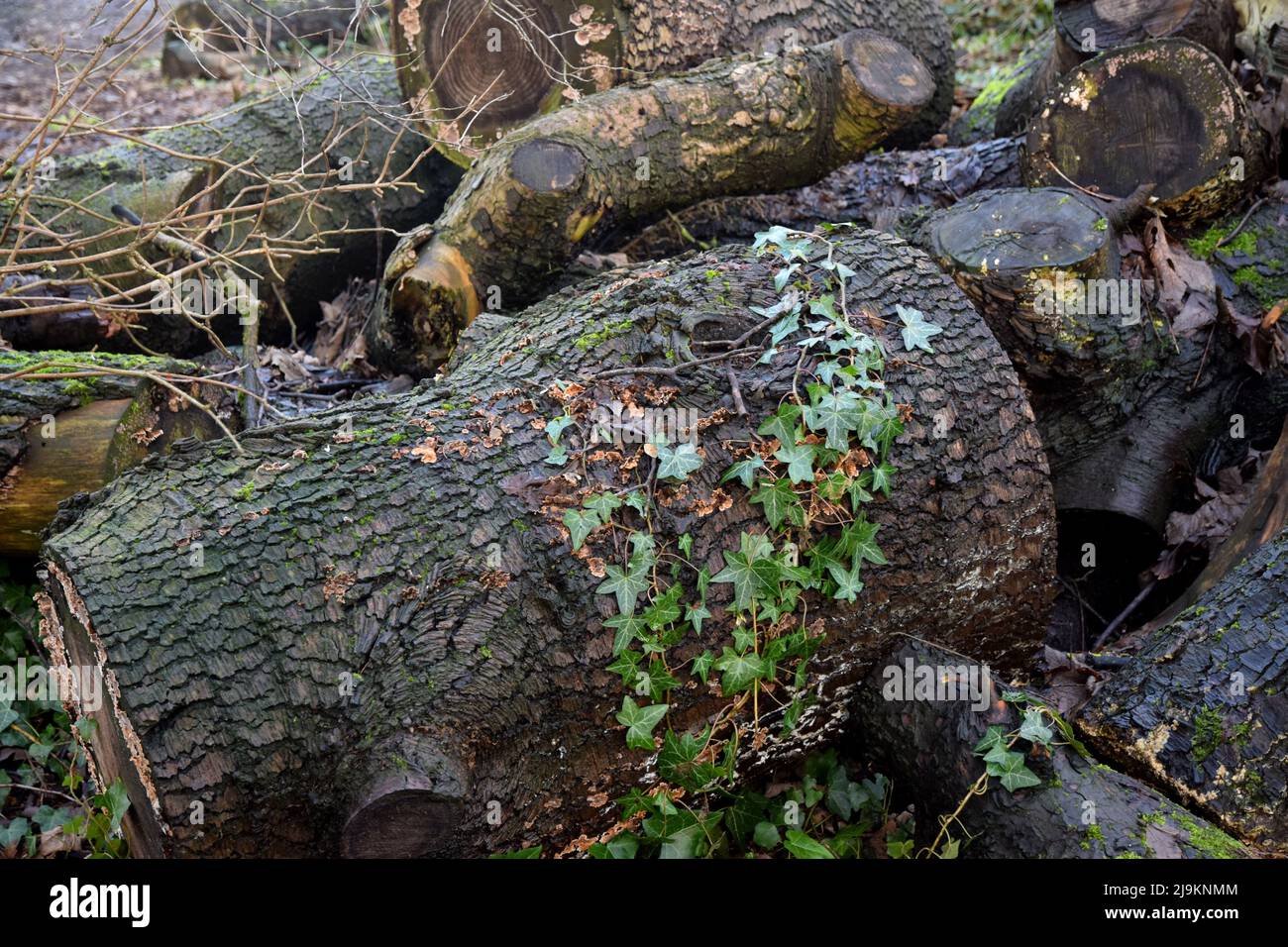 Ivy tree gb hi-res stock photography and images - Alamy