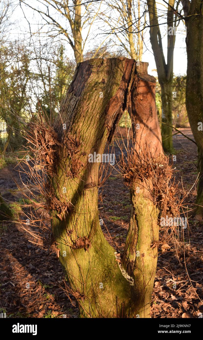 tree in winter, england Stock Photo - Alamy