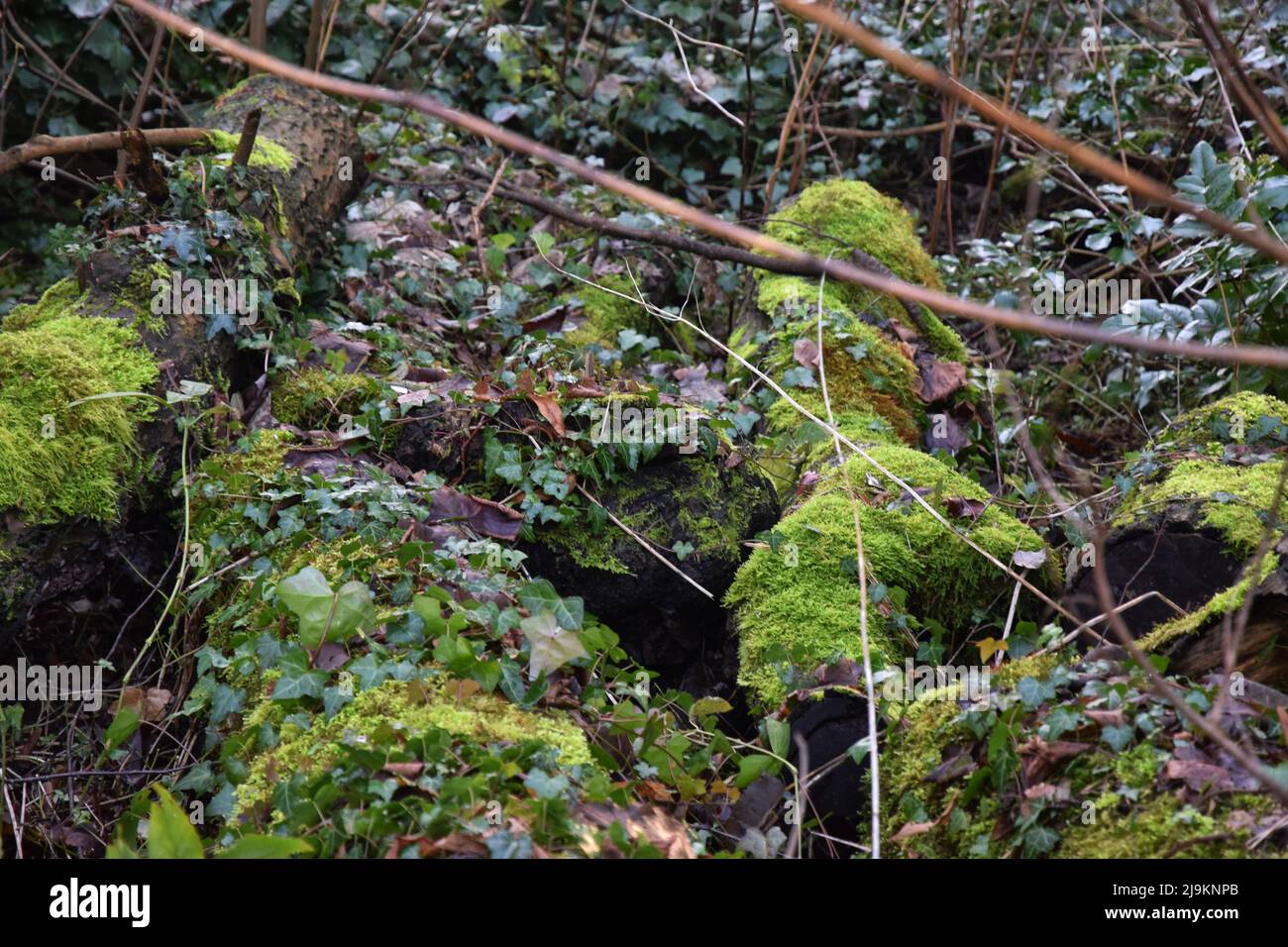 Woodland ivy moss hi-res stock photography and images - Alamy