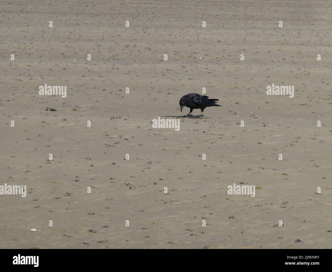 Crow bird picking hi-res stock photography and images - Alamy