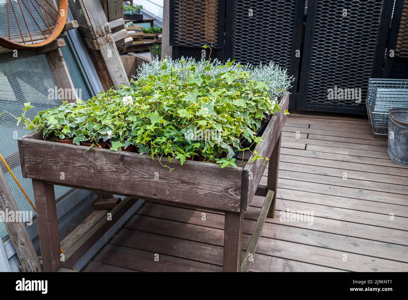 Tray with pots of ivy as a garden decoration Stock Photo - Alamy