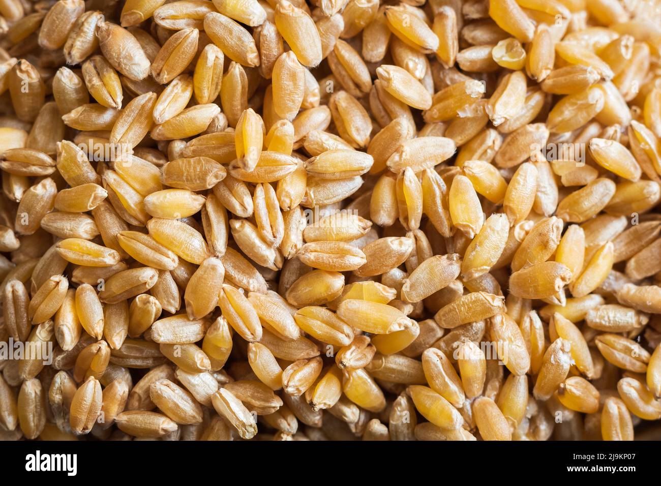 wheat grain texture background closeup Stock Photo - Alamy