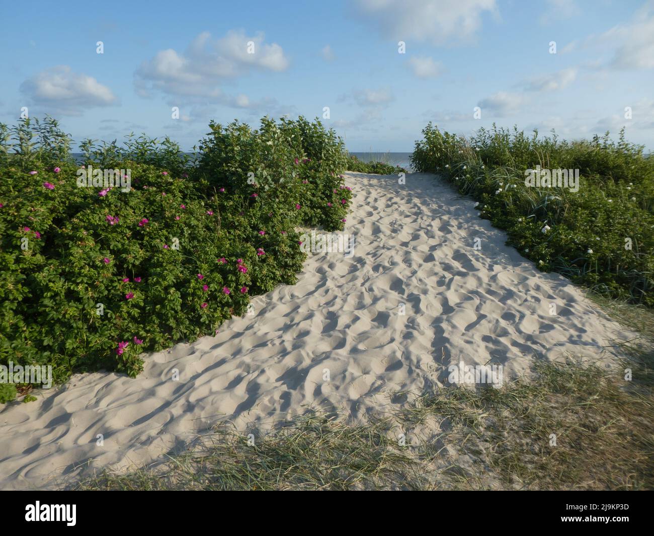 Sandy way to the beach Stock Photo - Alamy