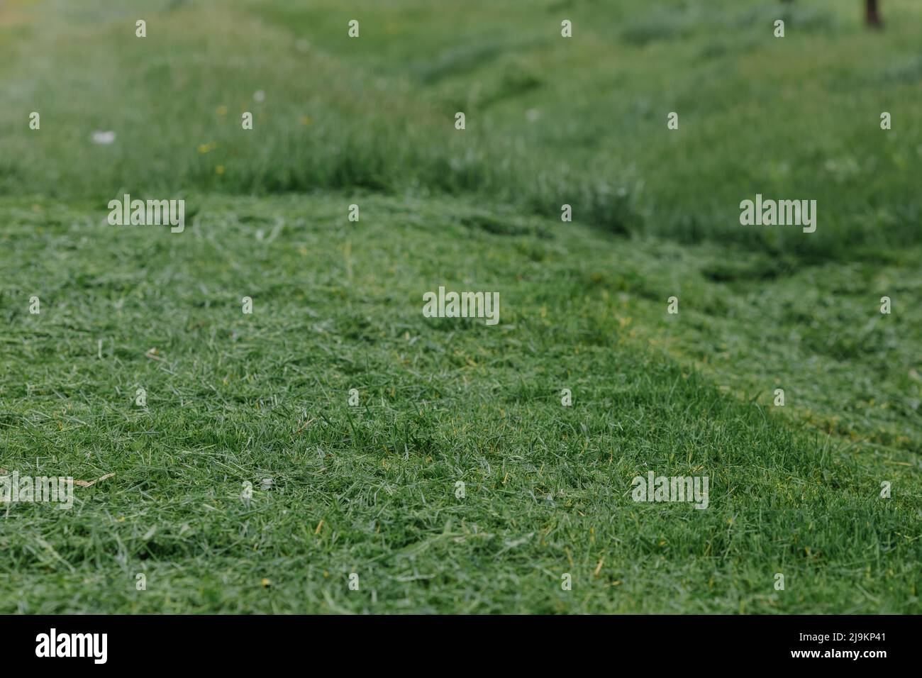 Turf plot hi-res stock photography and images - Alamy