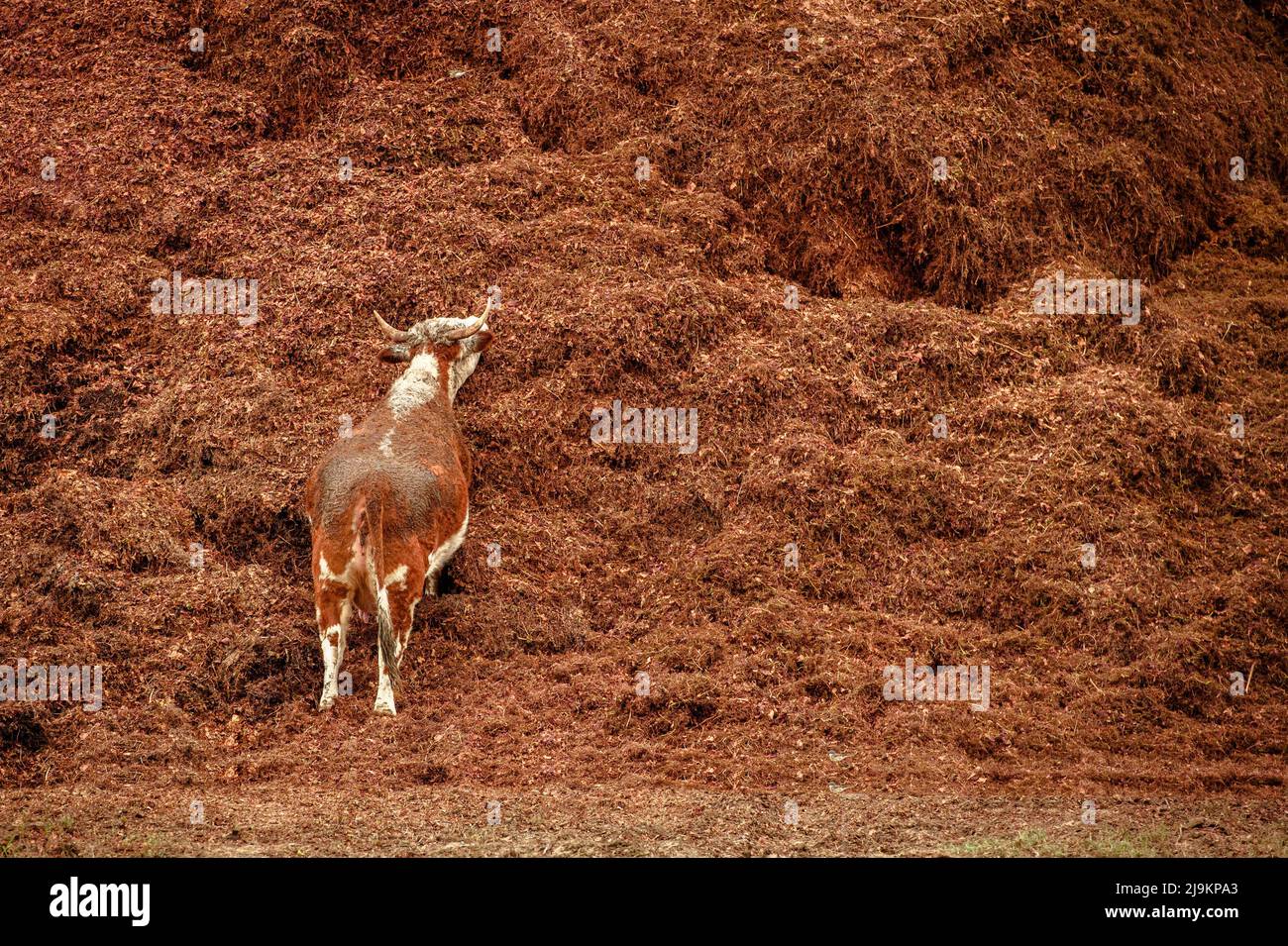 Bad cow hi-res stock photography and images - Alamy