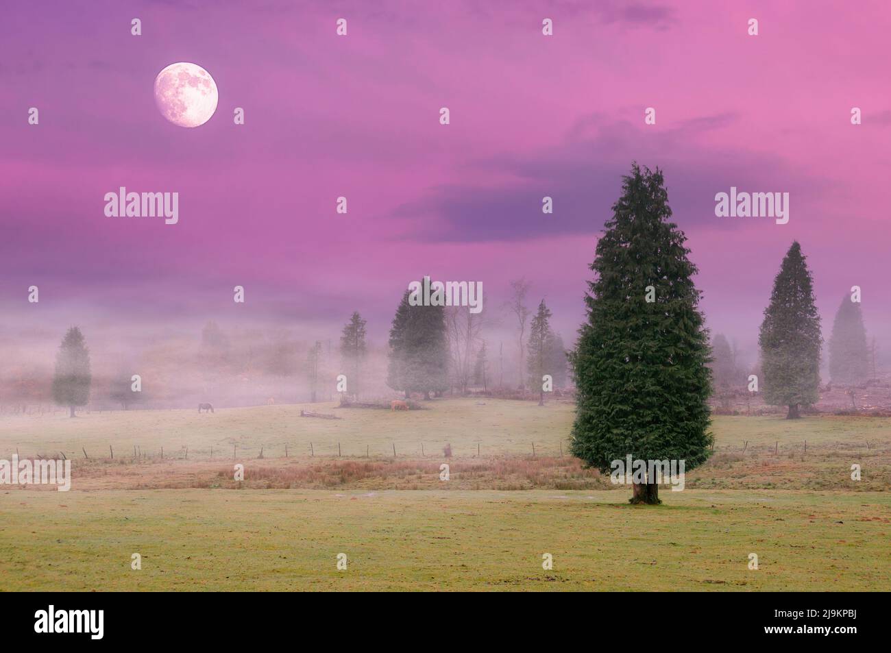 Cypress trees moon hi-res stock photography and images - Alamy