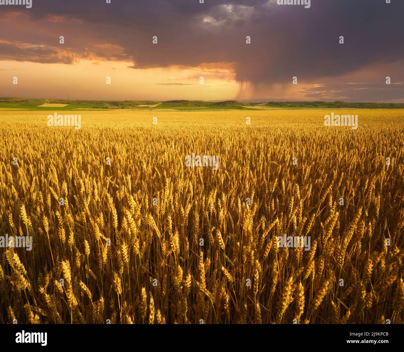 Field of wheats hi-res stock photography and images - Alamy