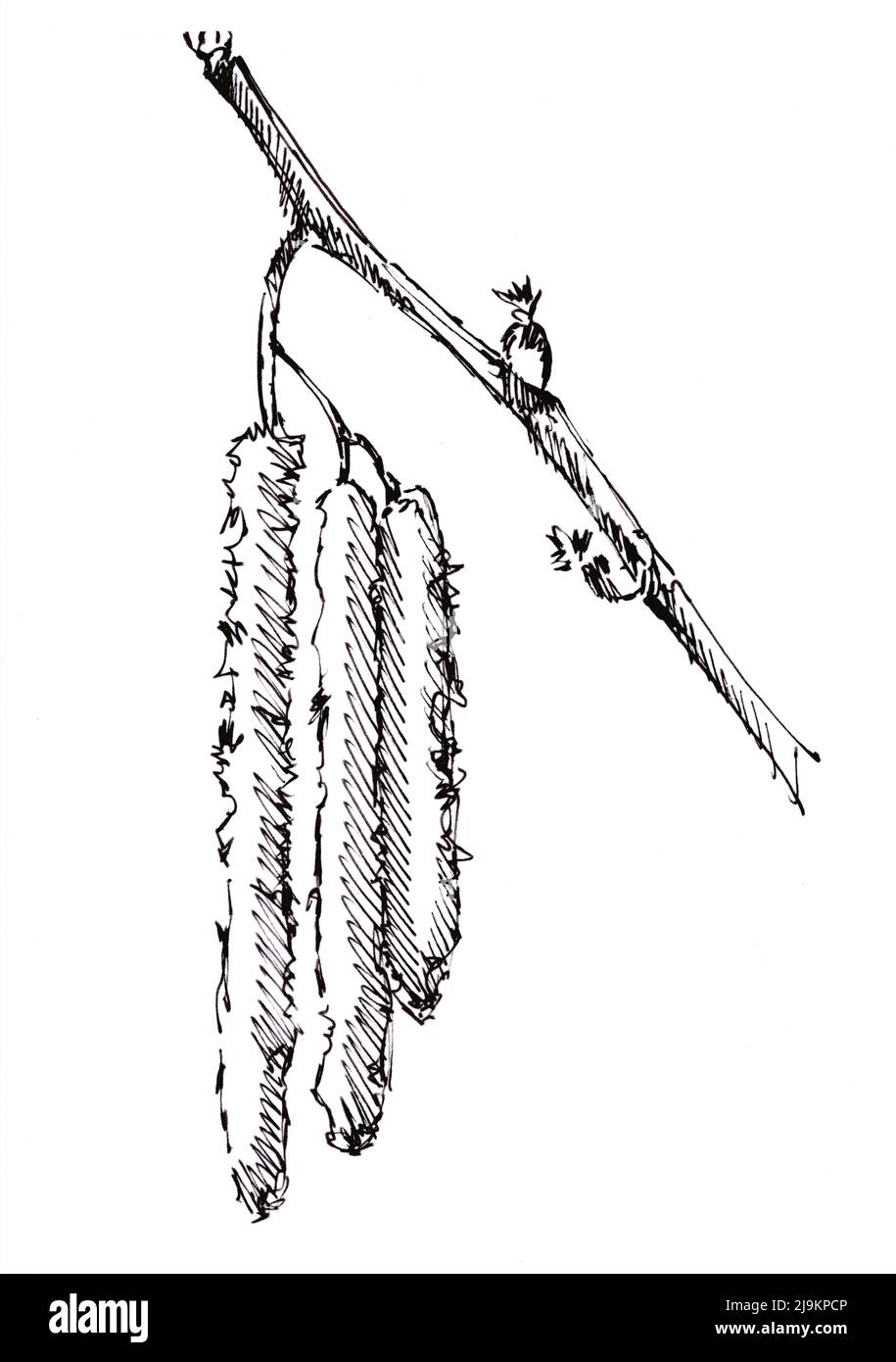 Black and white illustration of catkins on a white background Stock ...