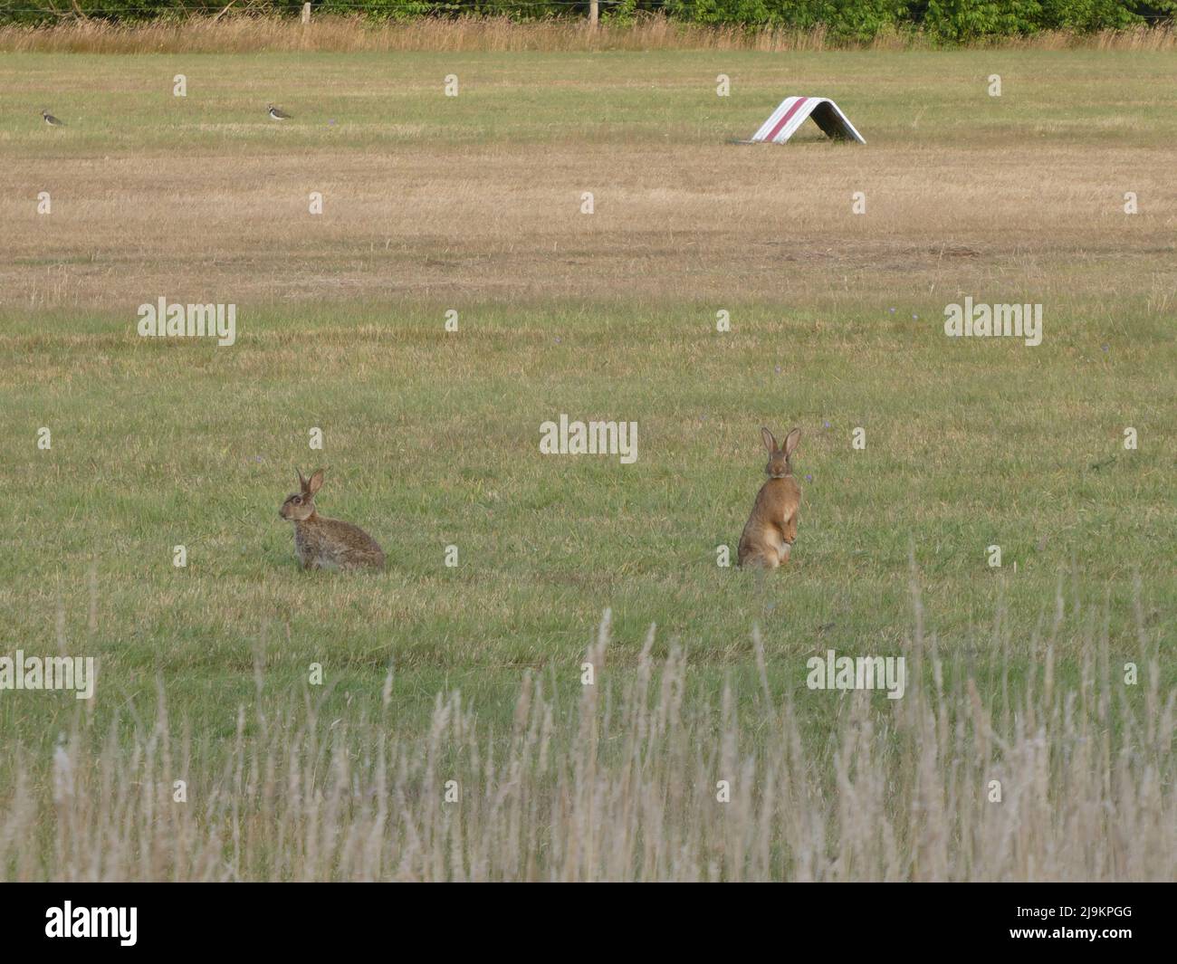 Funny bunny in the gras Stock Photo - Alamy