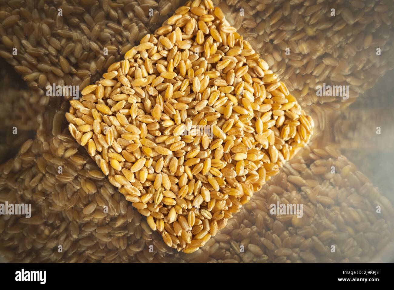 wheat grain inside square storage container closeup Stock Photo - Alamy