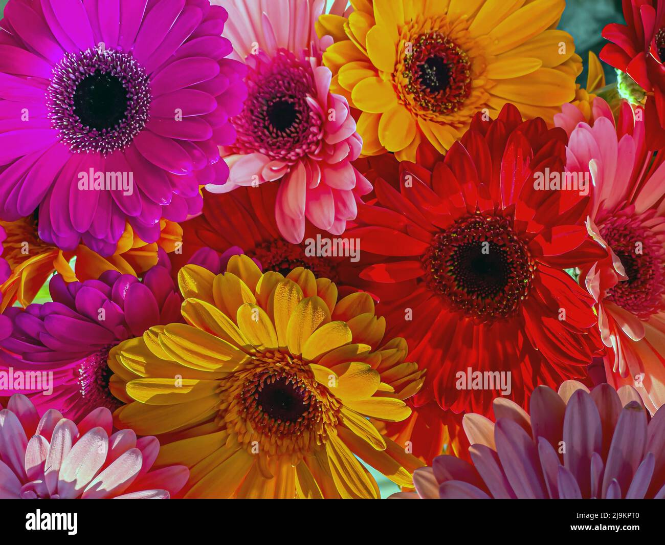 Barberton daisy in arrangement,closeup very different colors Stock ...