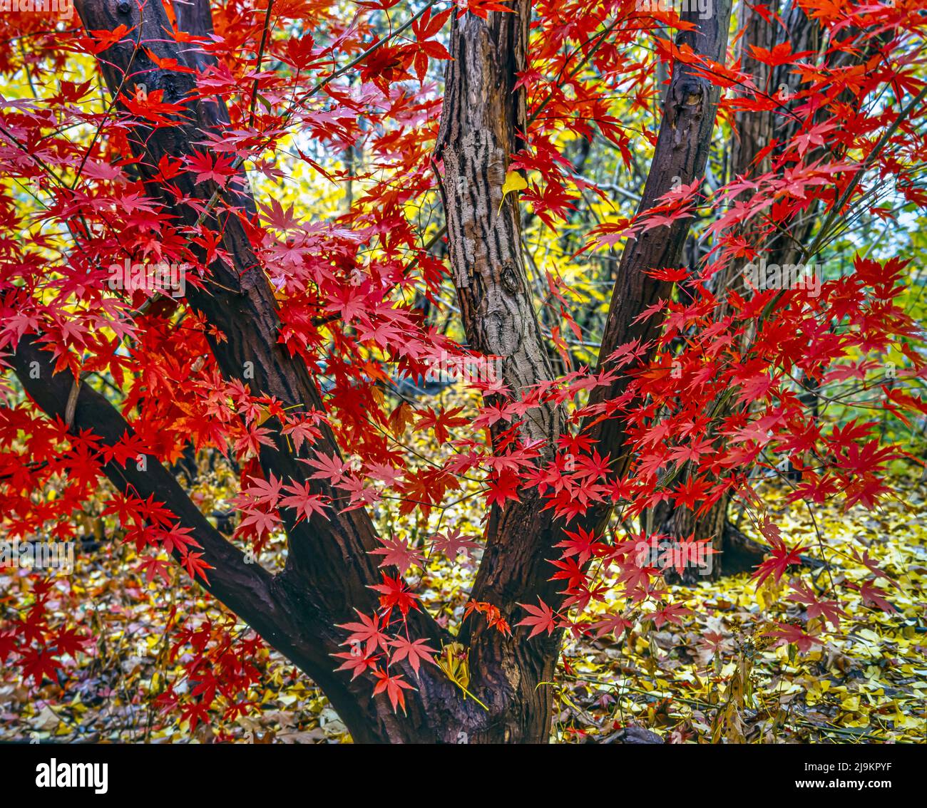 Acer palmatum, commonly known as Japanese maple,or smooth Japanese ...