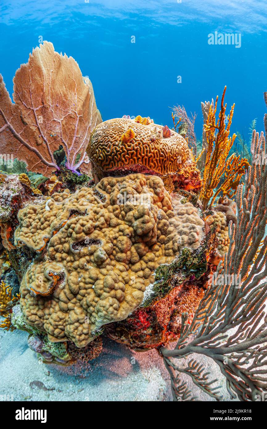 Caribbean coral reef Stock Photo - Alamy