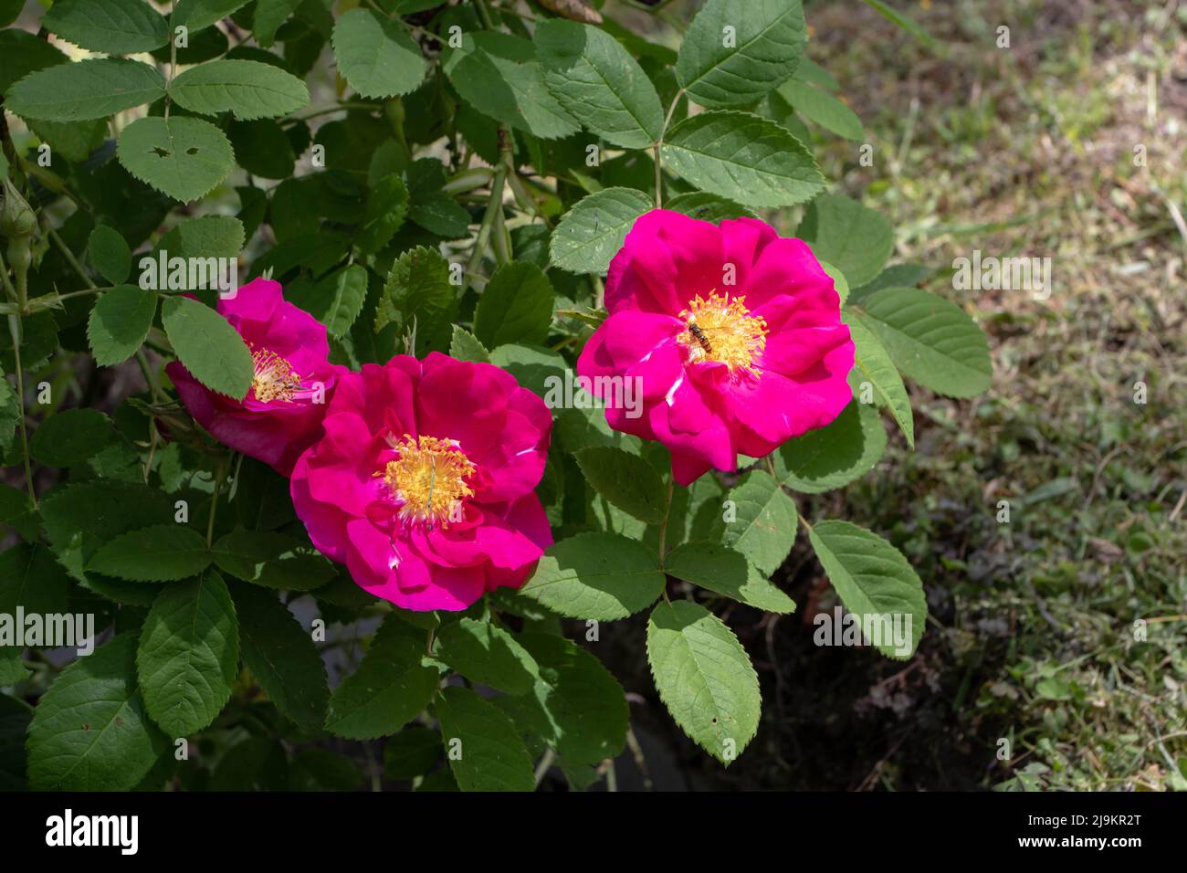 Portland oeste hi-res stock photography and images - Alamy