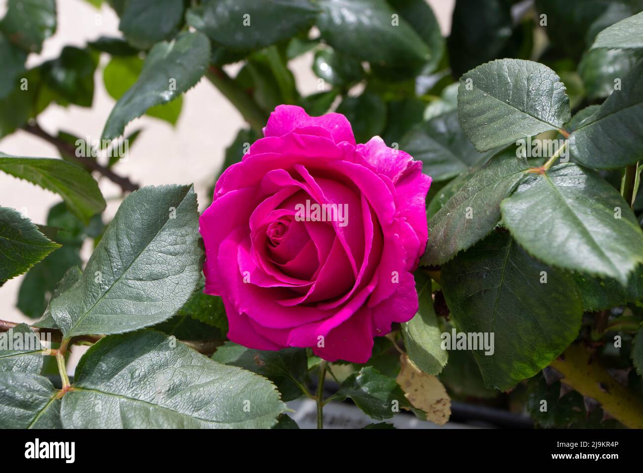 MADRID,SPAIN - May 12,2022: Chartreuse de Parme hybrid tea rose deep ...