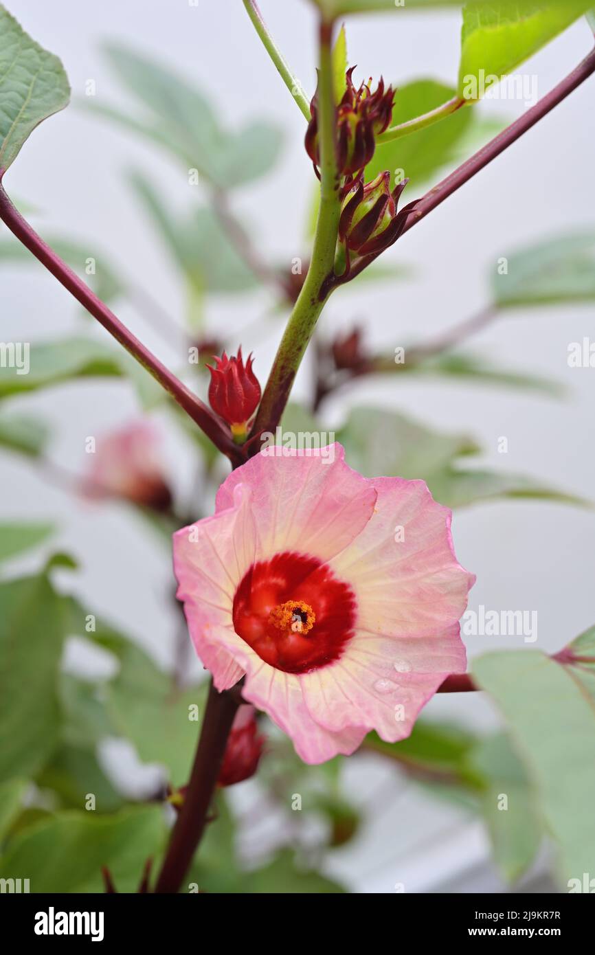 Rosella jam hi-res stock photography and images - Alamy