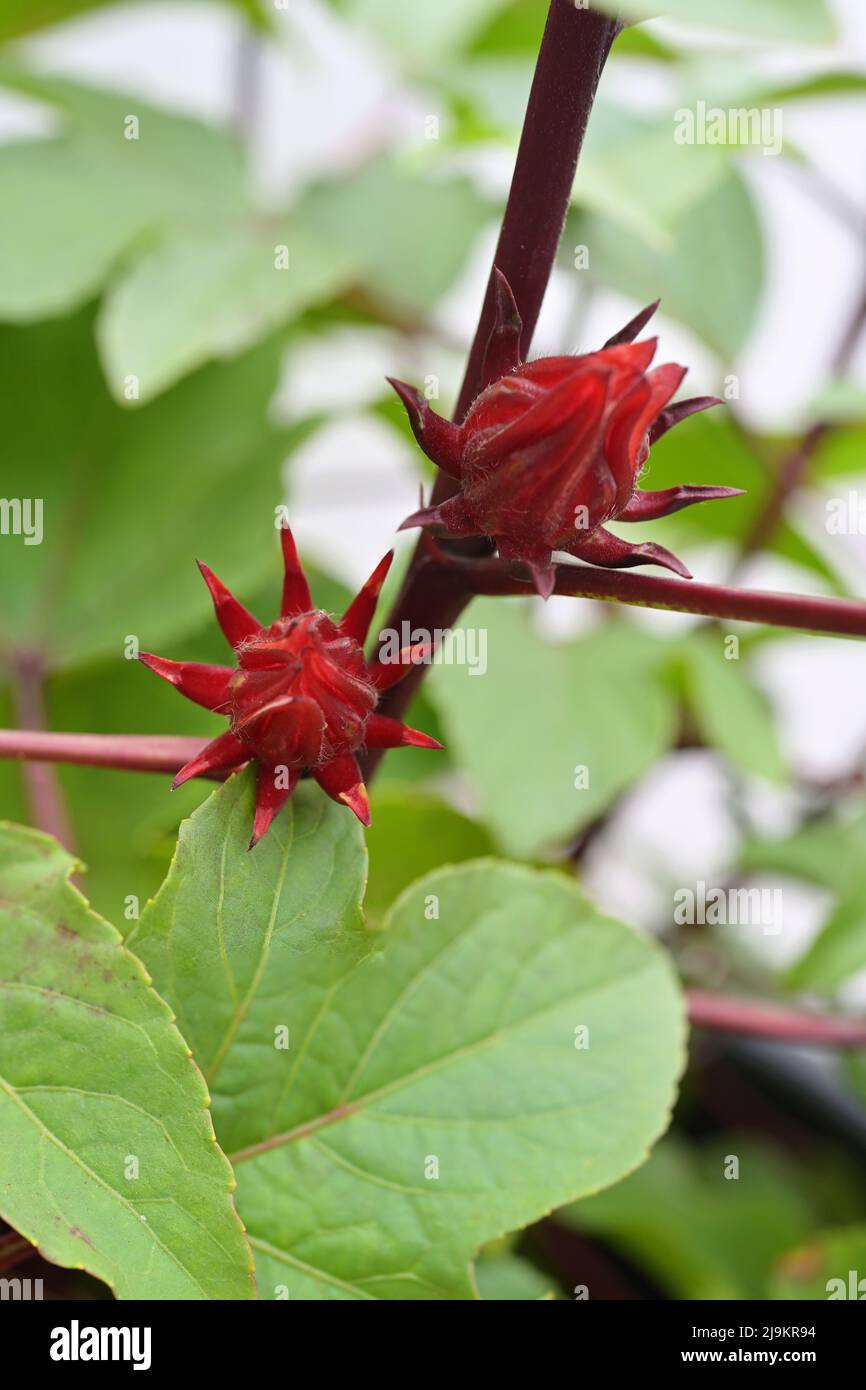 Roselle fruits are harvested fresh, and their calyces are made into a ...
