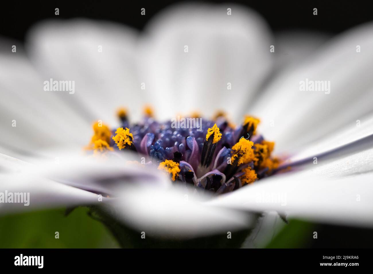 Daisy stamens hi-res stock photography and images - Alamy