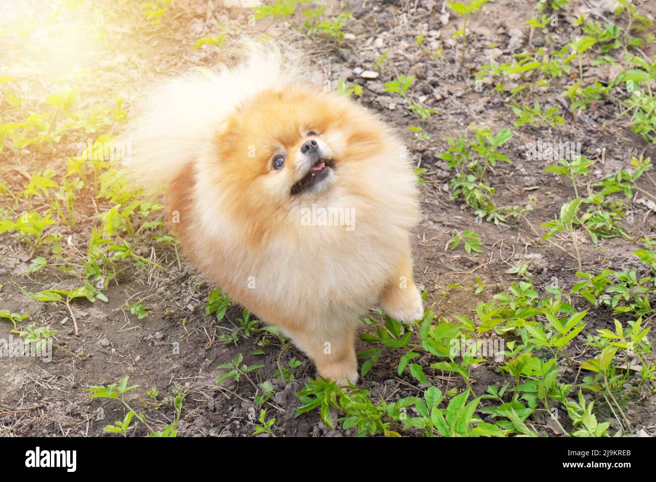 Red and yellow Pomeranian Spitz dog with a beautiful muzzle looks up ...