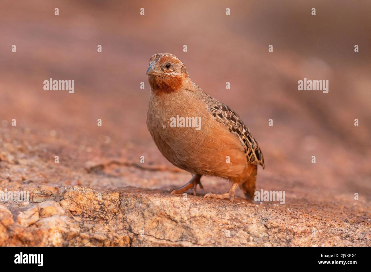 Female partridge hi-res stock photography and images - Alamy