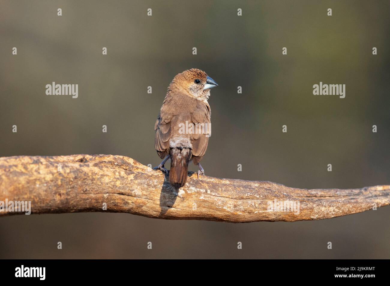 Indian silverbill or white-throated munia, Euodice malabarica, Daroji ...