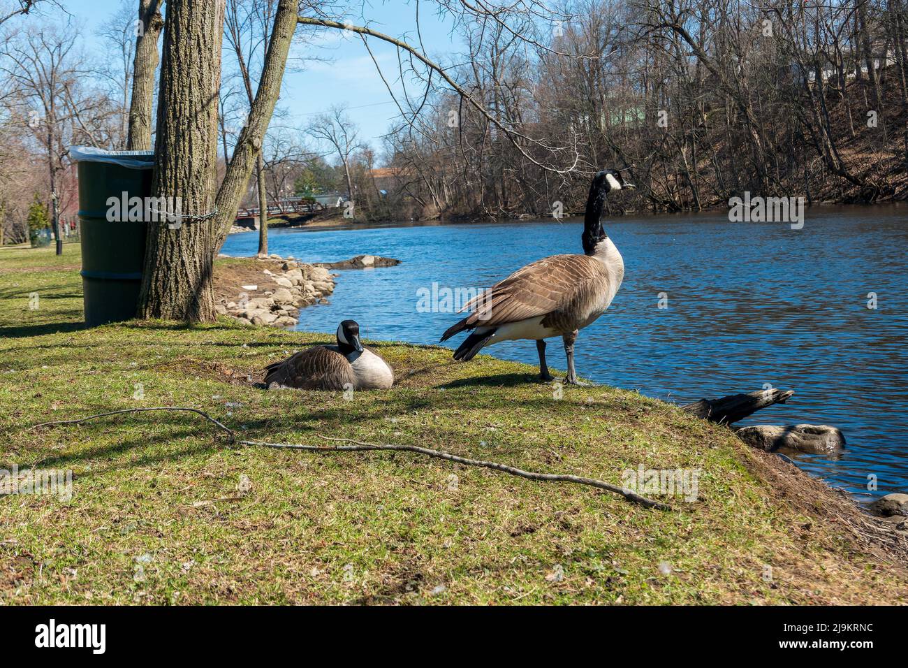 Pair of Canadian Geese nesting on a riverbank in a park Stock Photo - Alamy