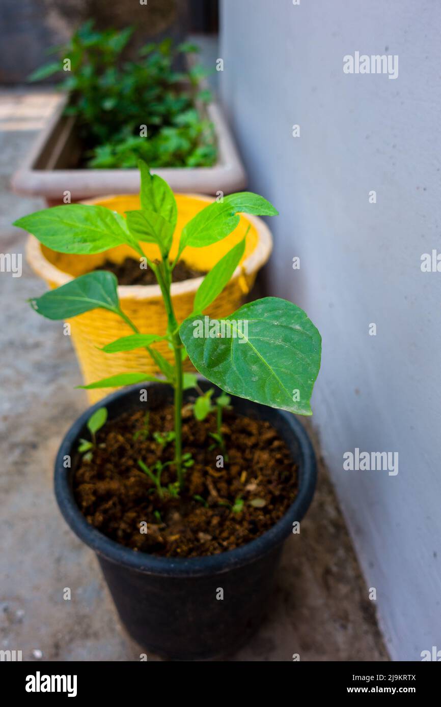 A small Capsicum plant growing on a pot in an Indian household ...
