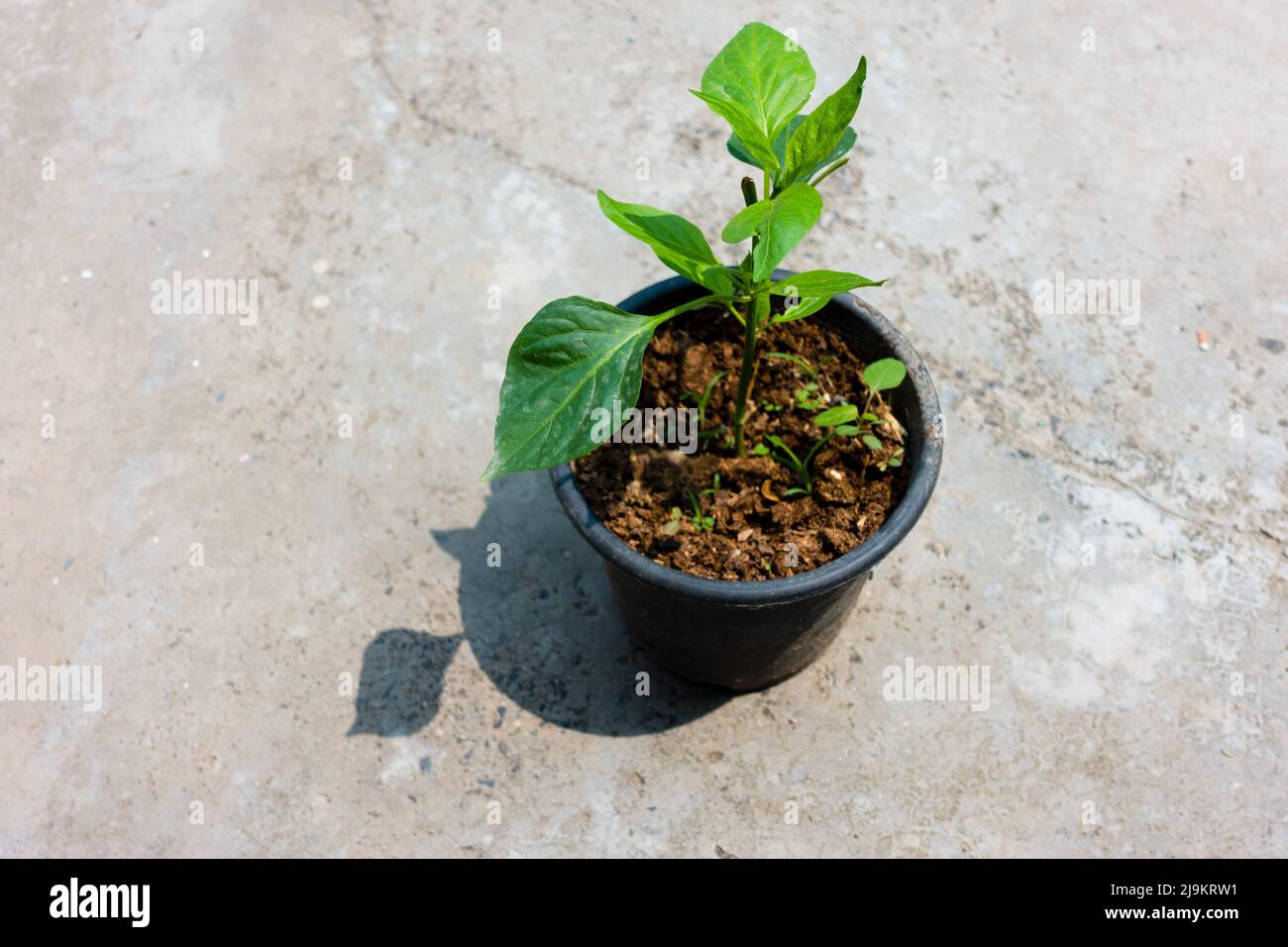 A small Capsicum plant growing on a pot in an Indian household ...
