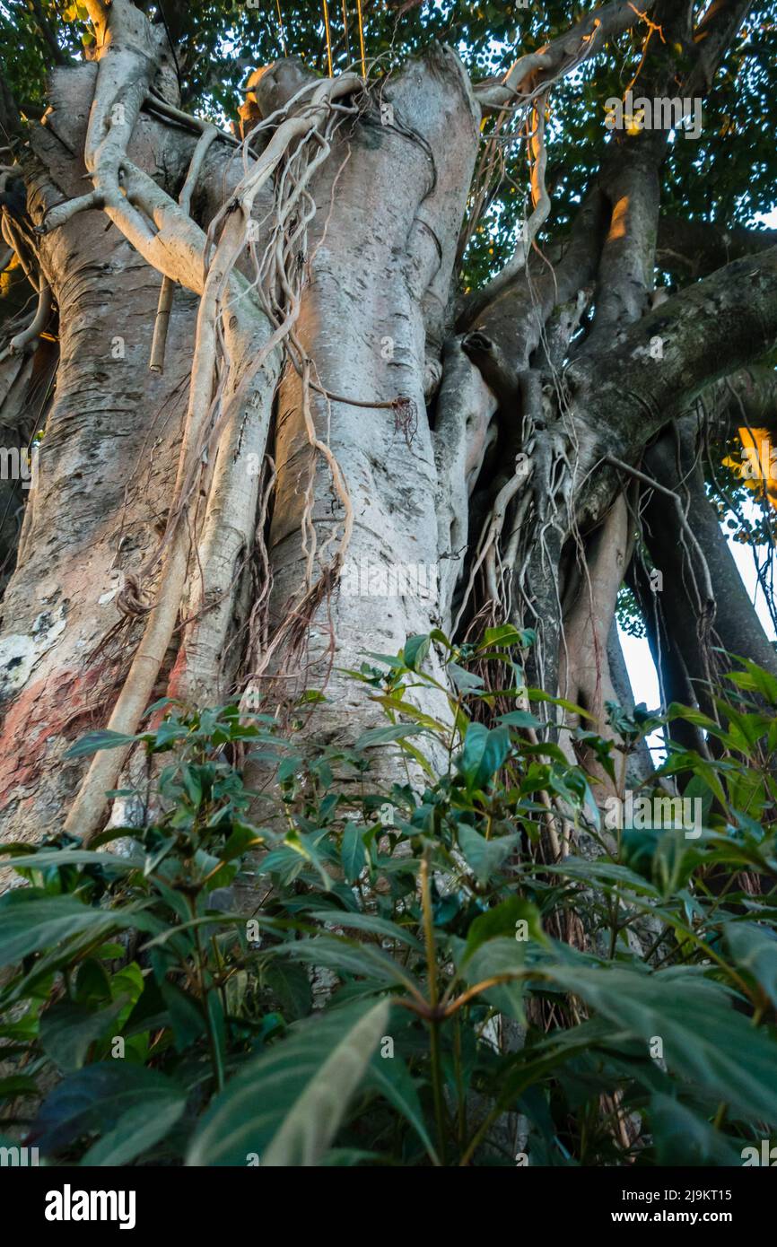 A close up shot of Banyan tree, Ficus benghalensis,Trunk and its ...