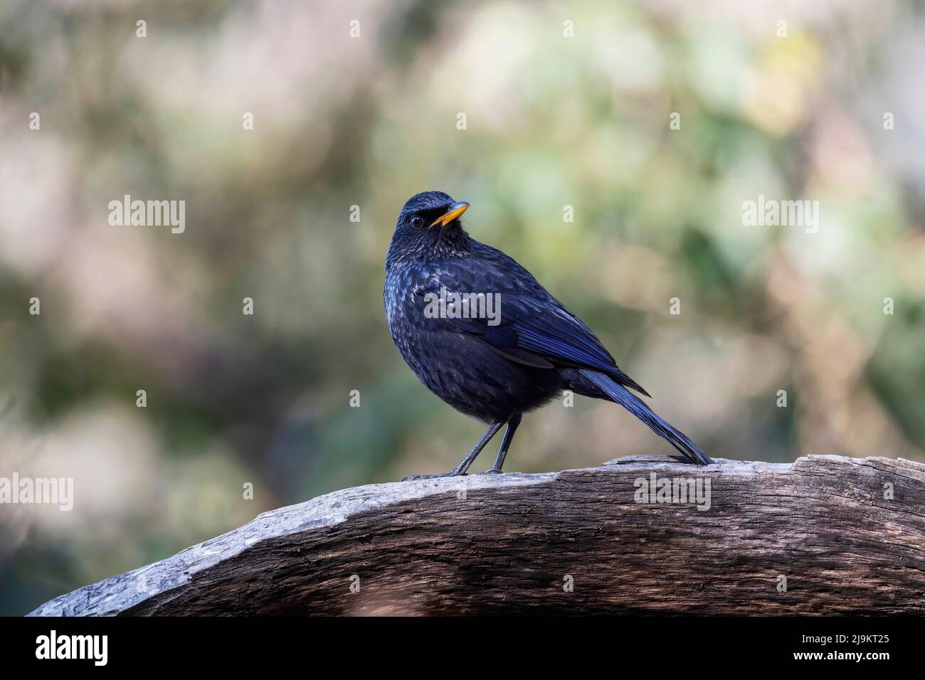 Blue whistling thrush, Myophonus caeruleus, Sattal, Uttarakhand, India ...